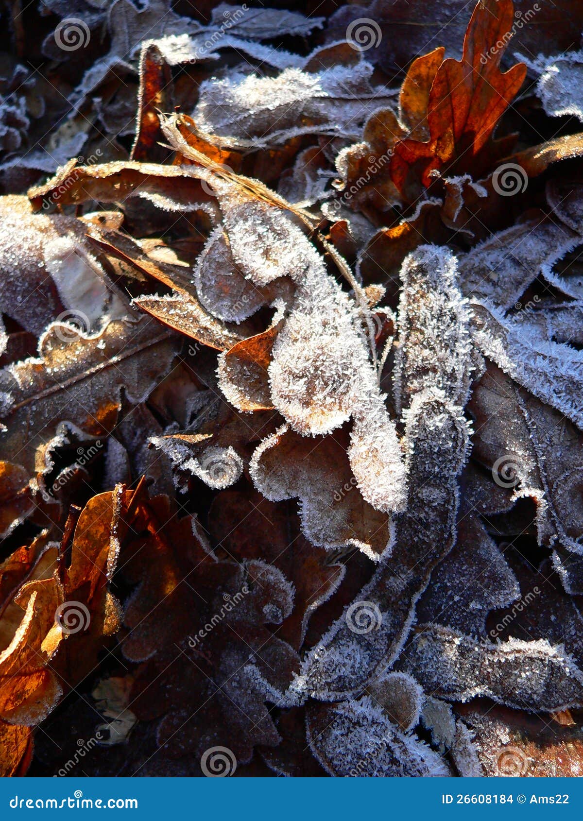 Hojas con escarcha foto de archivo. Imagen de dorado - 26608184