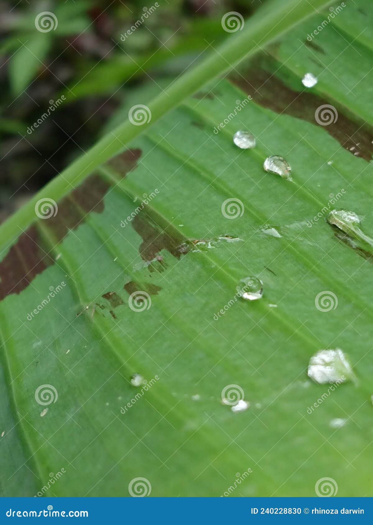 Hojas Coser Bananera Joven Cerca Foto de archivo - Imagen de cosa ...