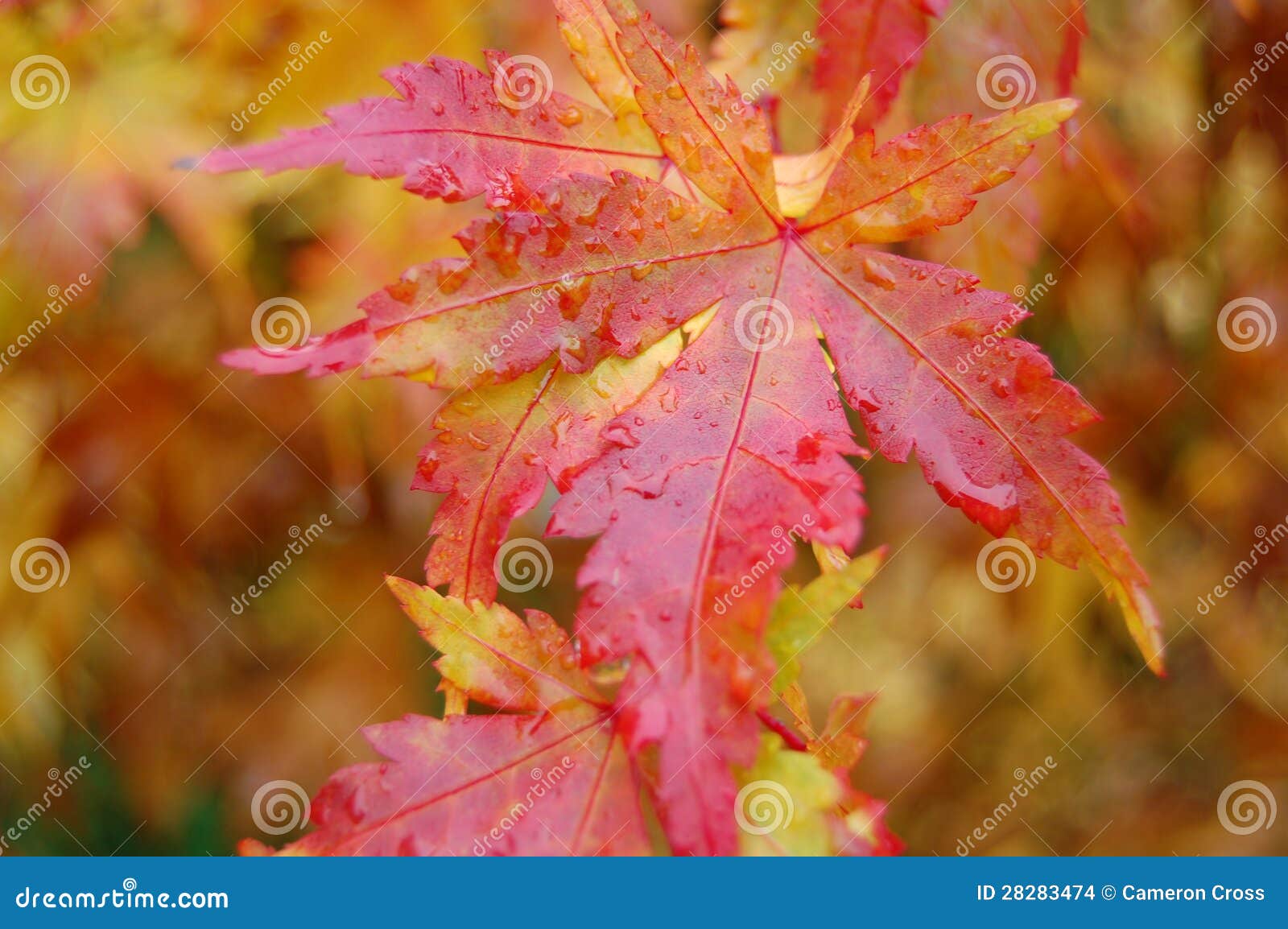 Hojas de arce japonesas foto de archivo. Imagen de flora - 28283474