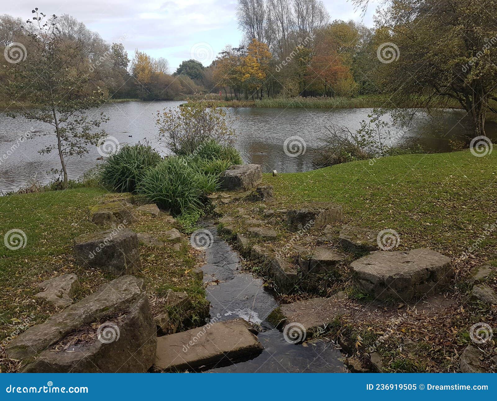 Hojas De Bosque De Agua De Lago Imagen de archivo - Imagen de agua ...
