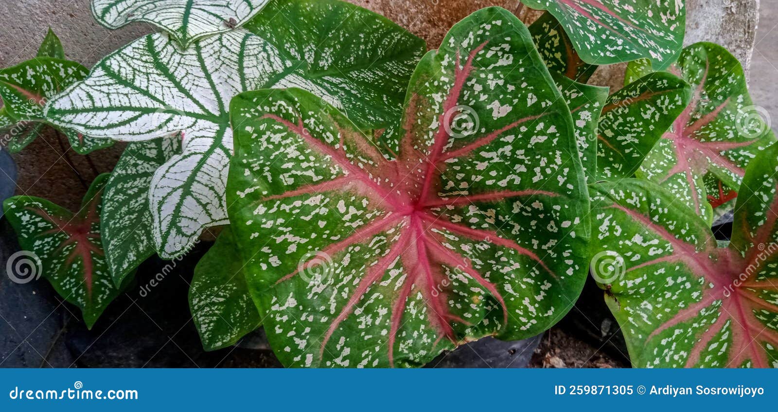 Hojas De Caladio Rojas Y Blancas. Imagen de archivo - Imagen de blanco ...