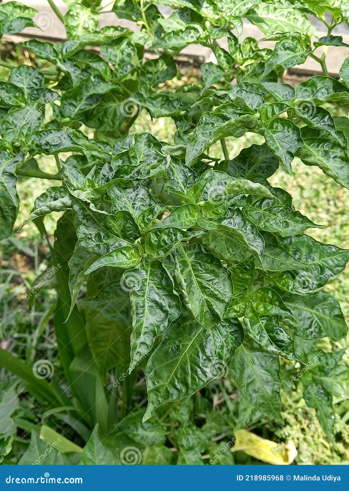 Hojas de chile foto de archivo. Imagen de hojas, verde - 218985968