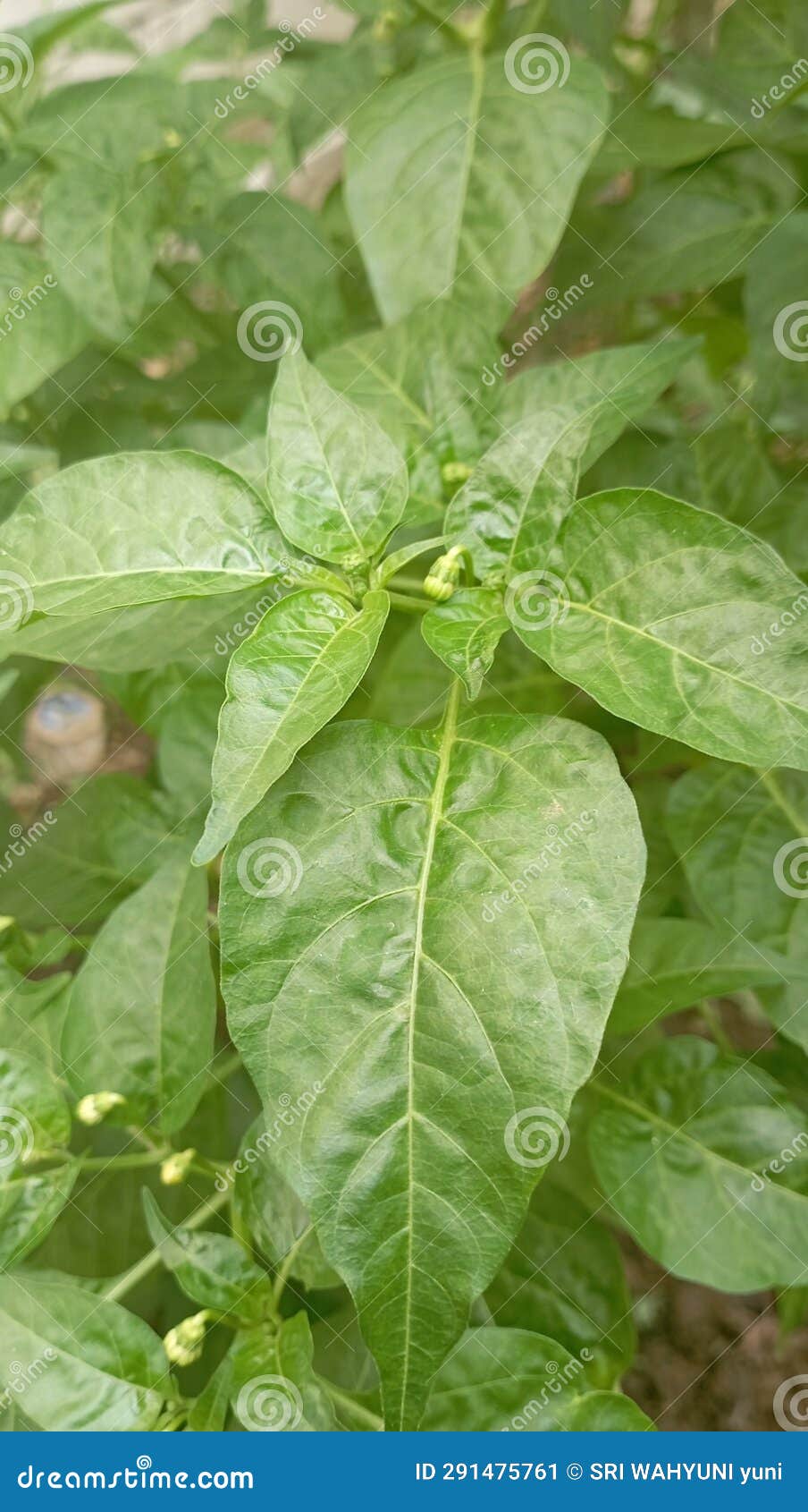 Hojas De Chile Verdes Y Exuberantes Imagen de archivo - Imagen de ...