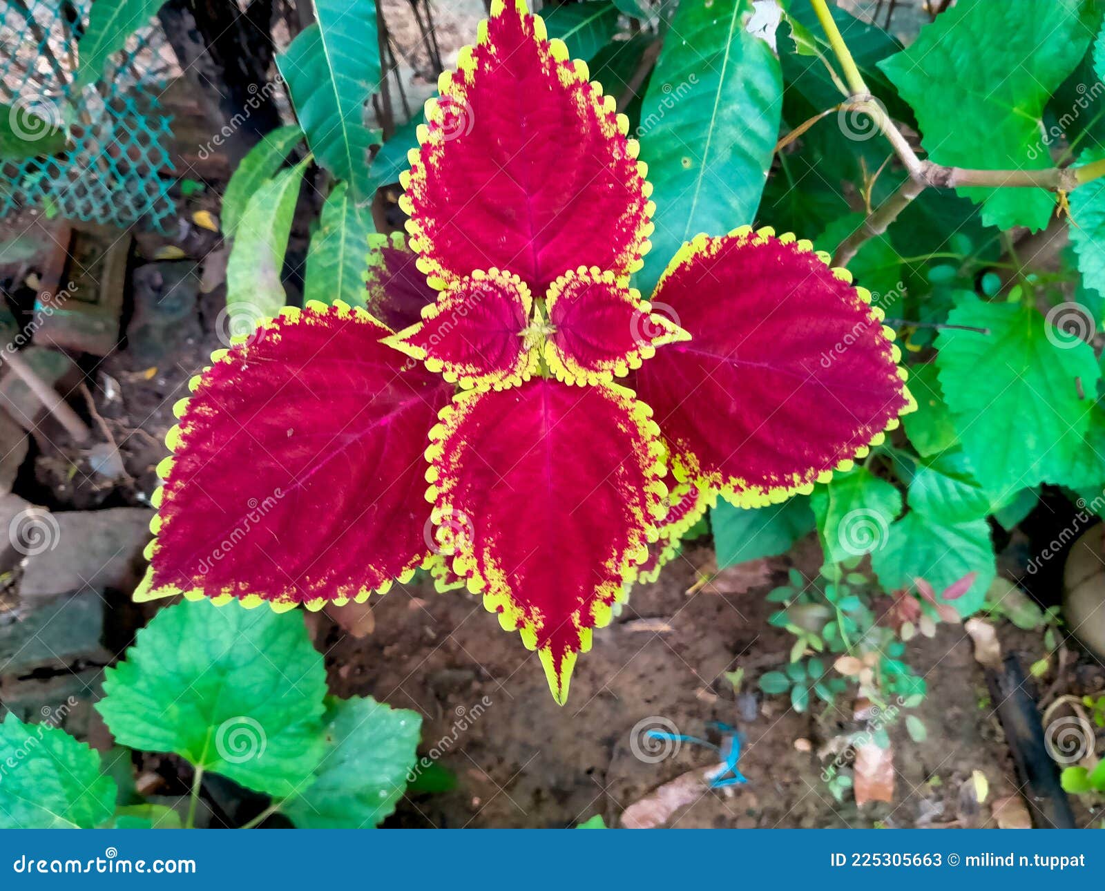 Hojas de color rojo. imagen de archivo. Imagen de alimento - 225305663