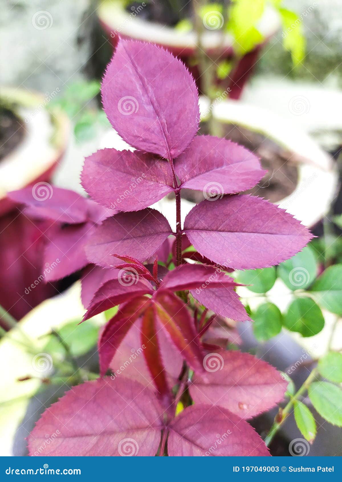 Hojas De Color Rojo De Planta Rosa Imagen de archivo - Imagen de flor ...