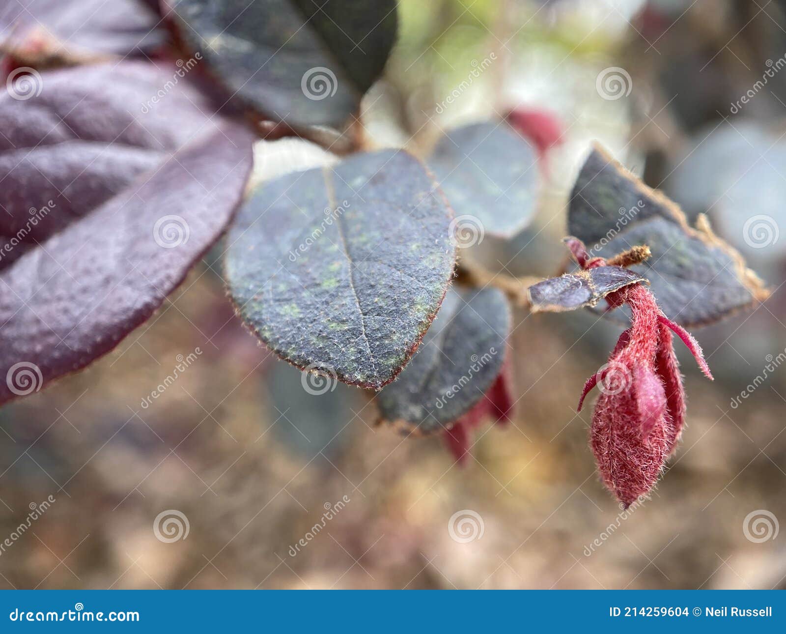 Hojas De Color Rojo Y Oscuro Foto de archivo - Imagen de hojas, cubo ...