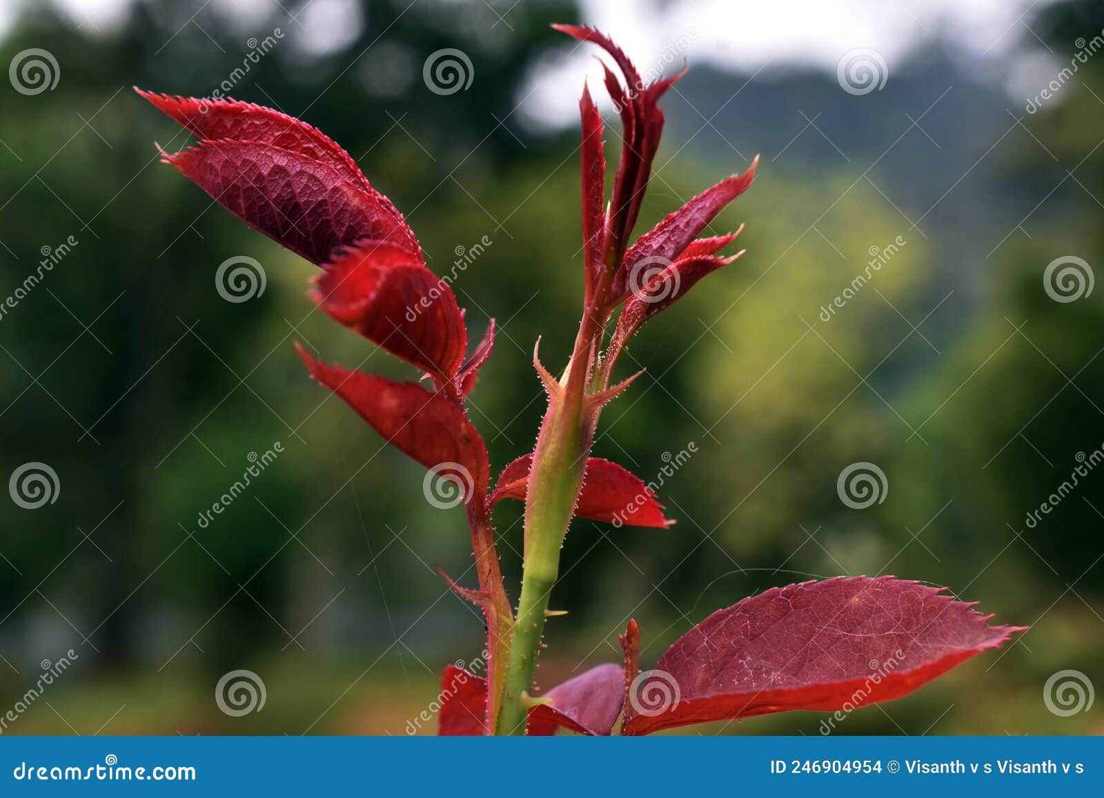 Hojas De Color Rosa De Planta Rosa Foto de archivo - Imagen de hierba ...