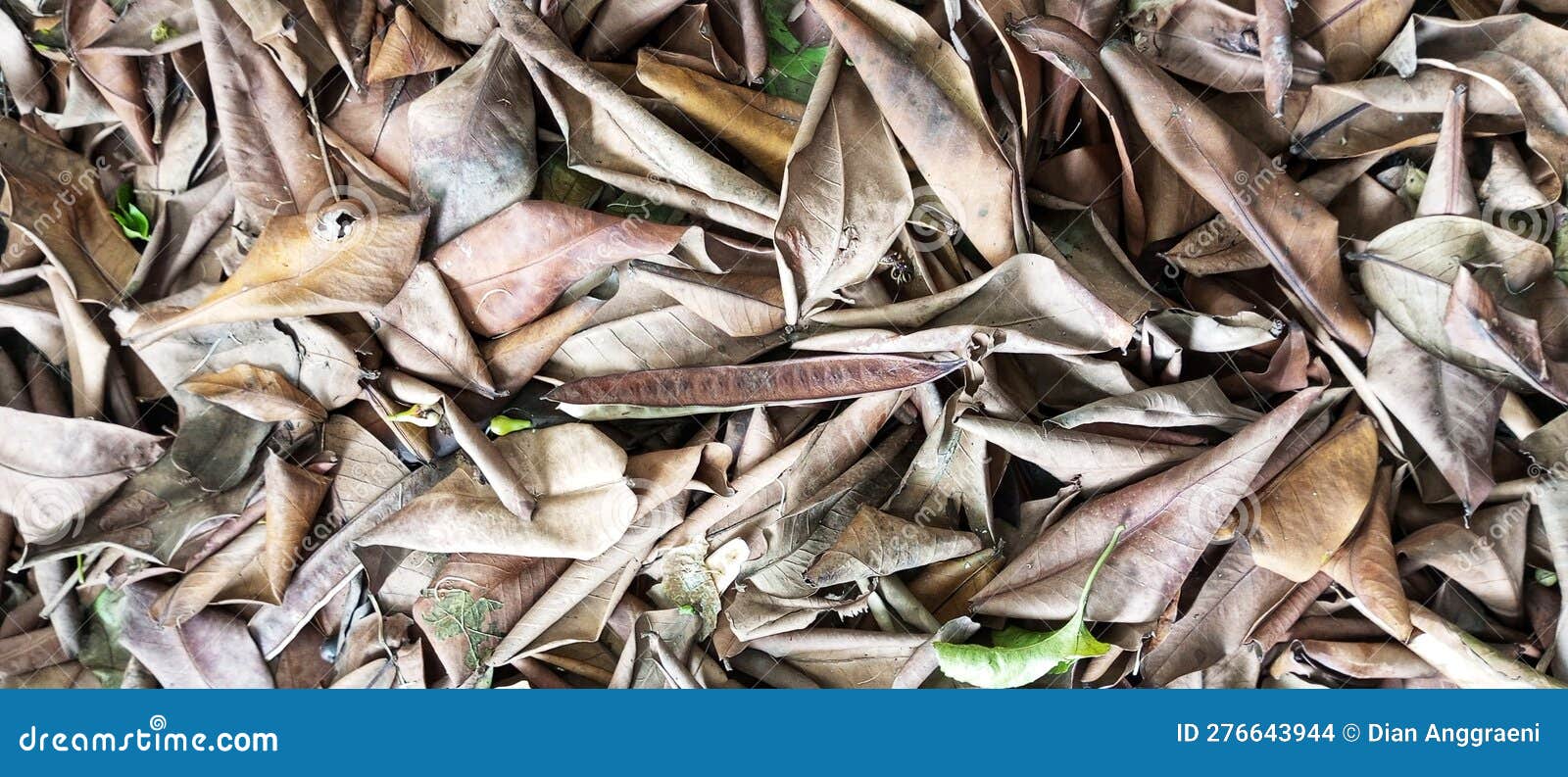 Hojas De Guayaba Secas En Mi Patio Foto de archivo - Imagen de yarda ...