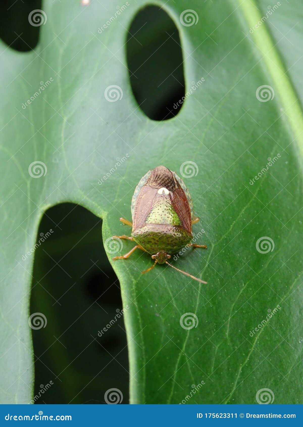 Hojas de insectos de cuba imagen de archivo. Imagen de mejor - 175623311