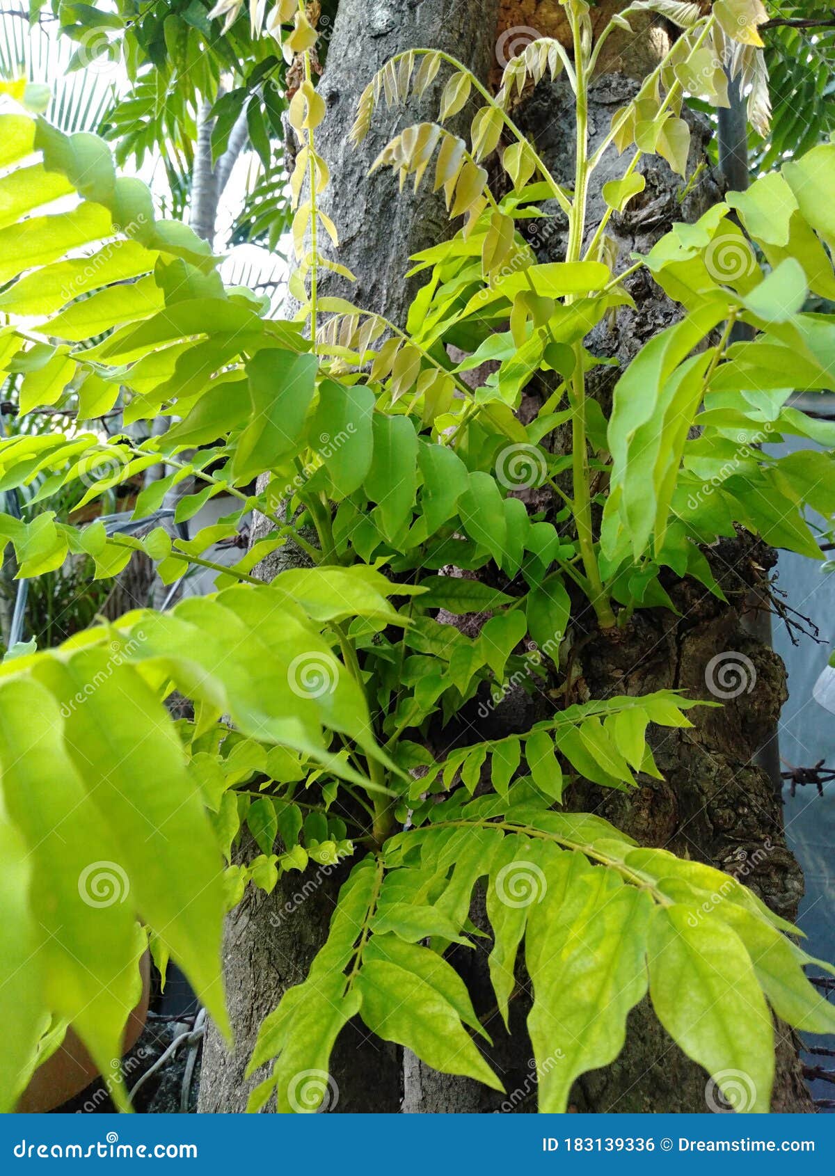 Hojas de kamias foto de archivo. Imagen de verde, hojas - 183139336