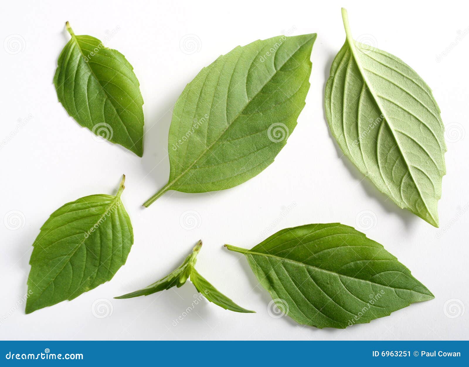 Hojas De La Albahaca Italiana Imagen de archivo - Imagen de primer ...