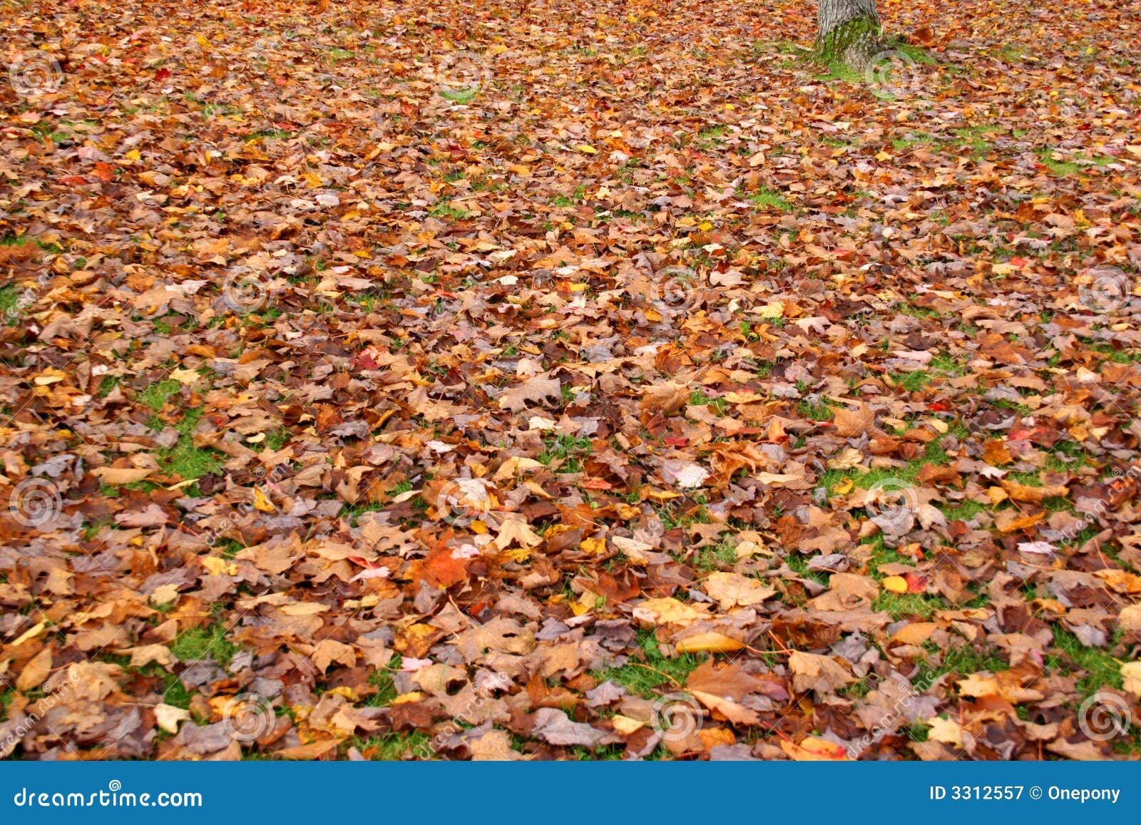 Hojas de la caída imagen de archivo. Imagen de arce, follaje - 3312557