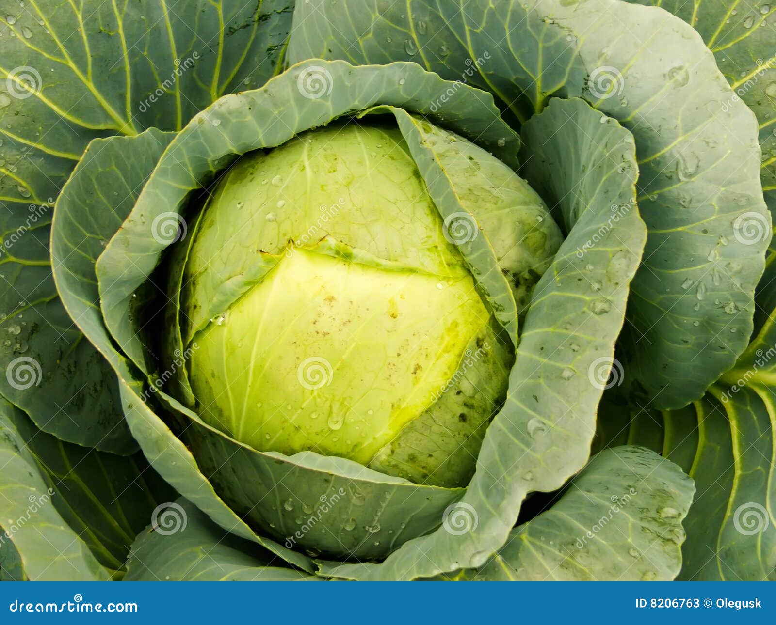 Hojas de la col imagen de archivo. Imagen de hojas, comida - 8206763