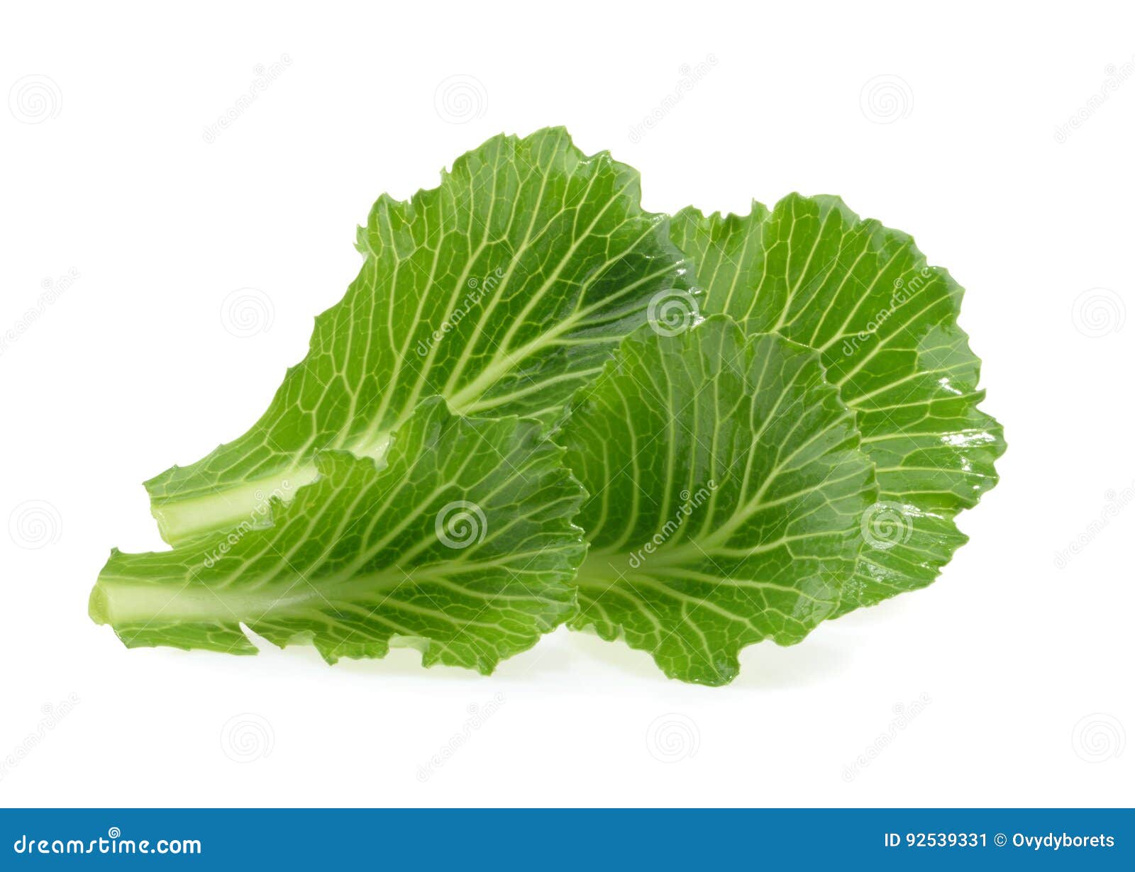 Hojas De La Col Aisladas En Blanco Imagen de archivo - Imagen de blanco ...
