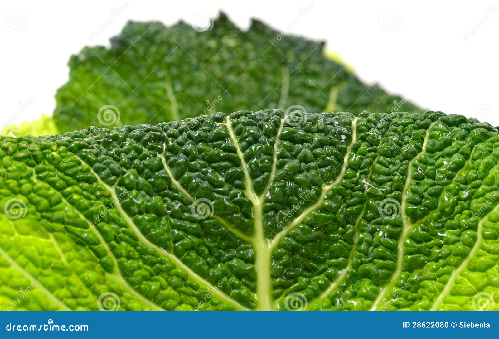 Hojas De La Col De Col Rizada Foto de archivo - Imagen de textura, gota ...