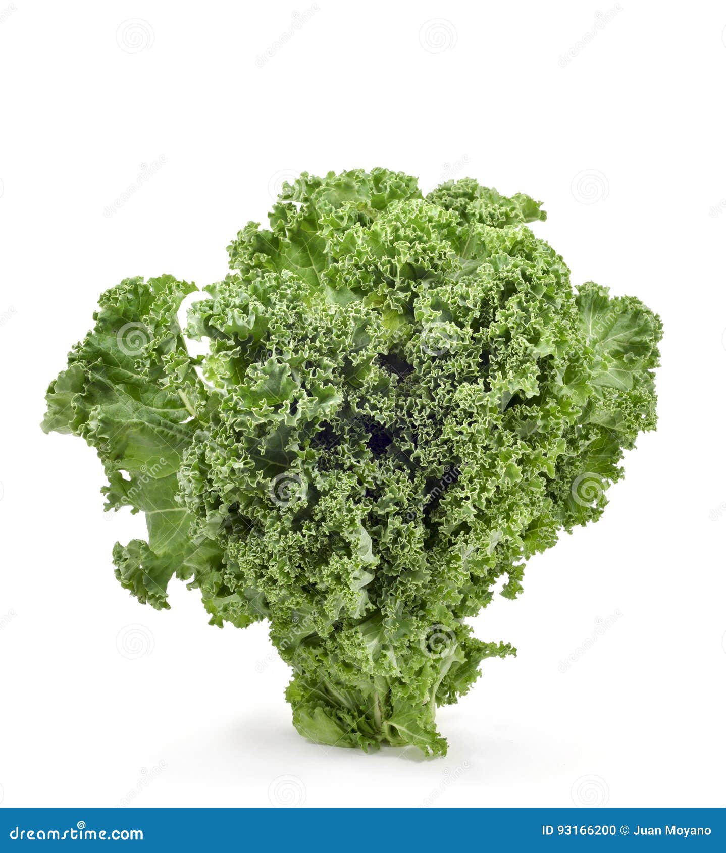 Hojas de la col rizada foto de archivo. Imagen de vegetariano - 93166200