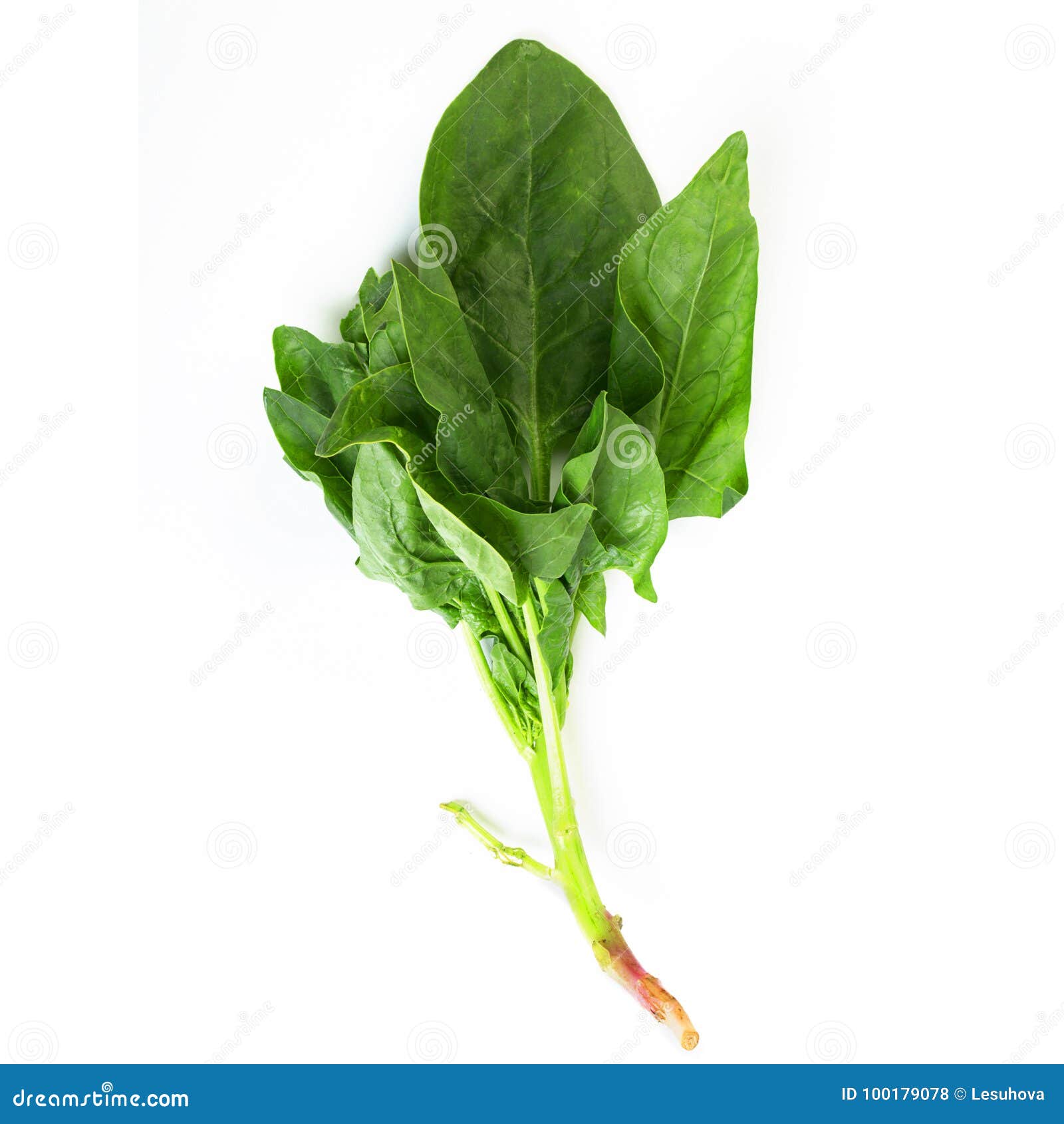 Hojas de la espinaca foto de archivo. Imagen de primer - 100179078