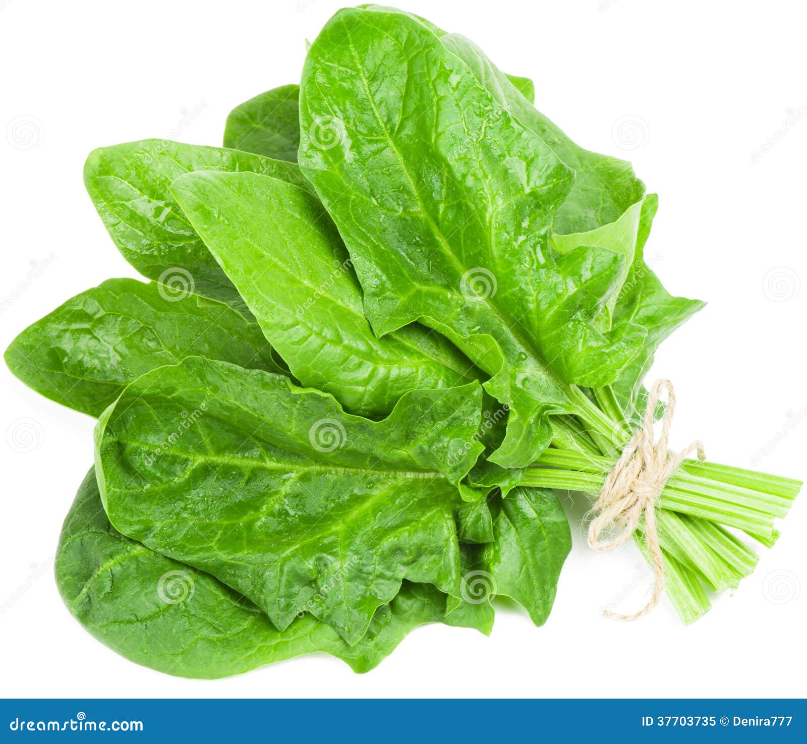 Hojas de la espinaca imagen de archivo. Imagen de primer - 37703735