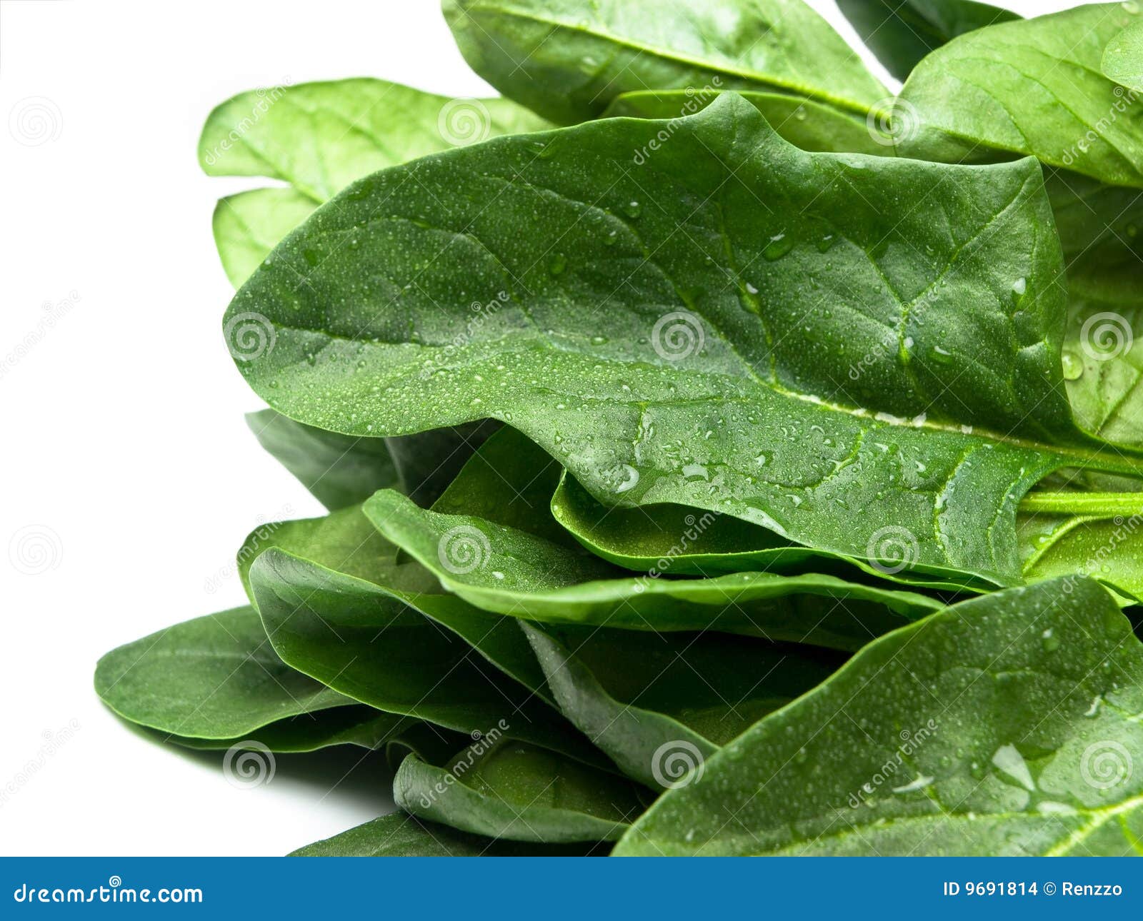 Hojas De La Espinaca Aisladas En Blanco Foto de archivo - Imagen de ...
