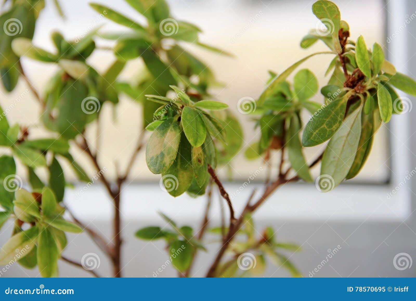 Hojas De La Flor De La Azalea Imagen de archivo - Imagen de follaje ...