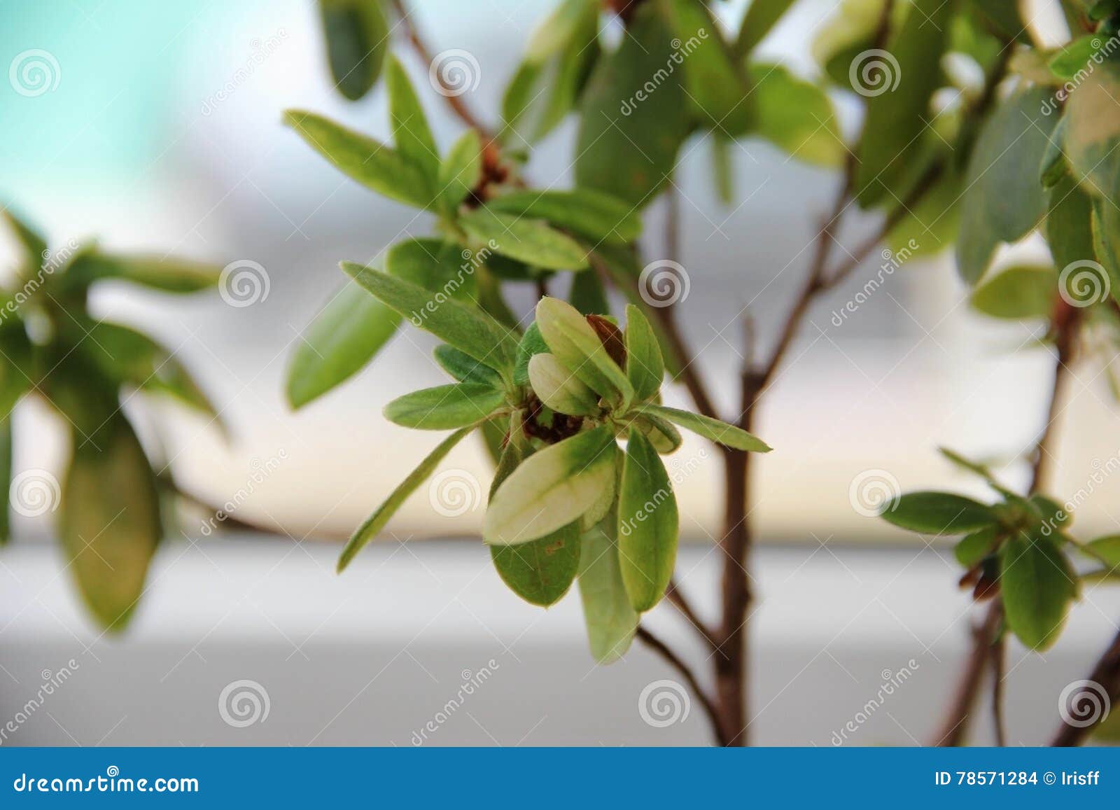 Hojas De La Flor De La Azalea Foto de archivo - Imagen de follaje, flor ...