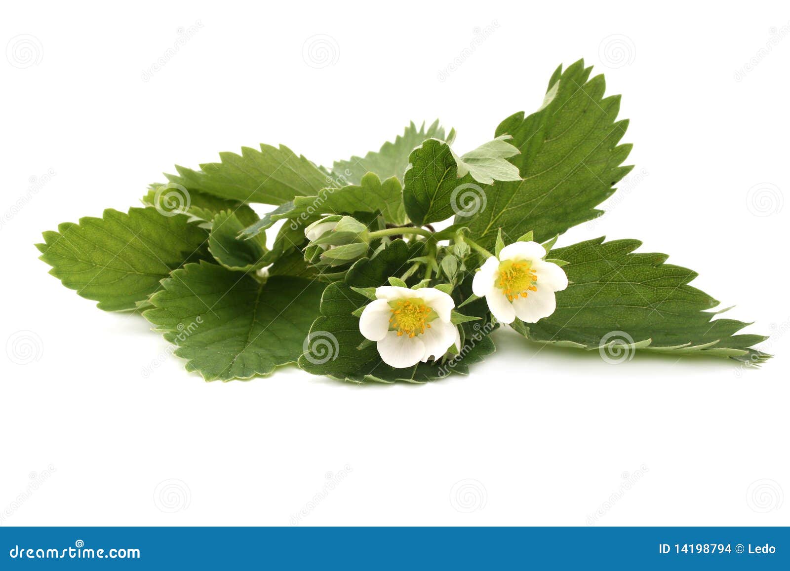 Hojas de la fresa foto de archivo. Imagen de flor, hoja - 14198794