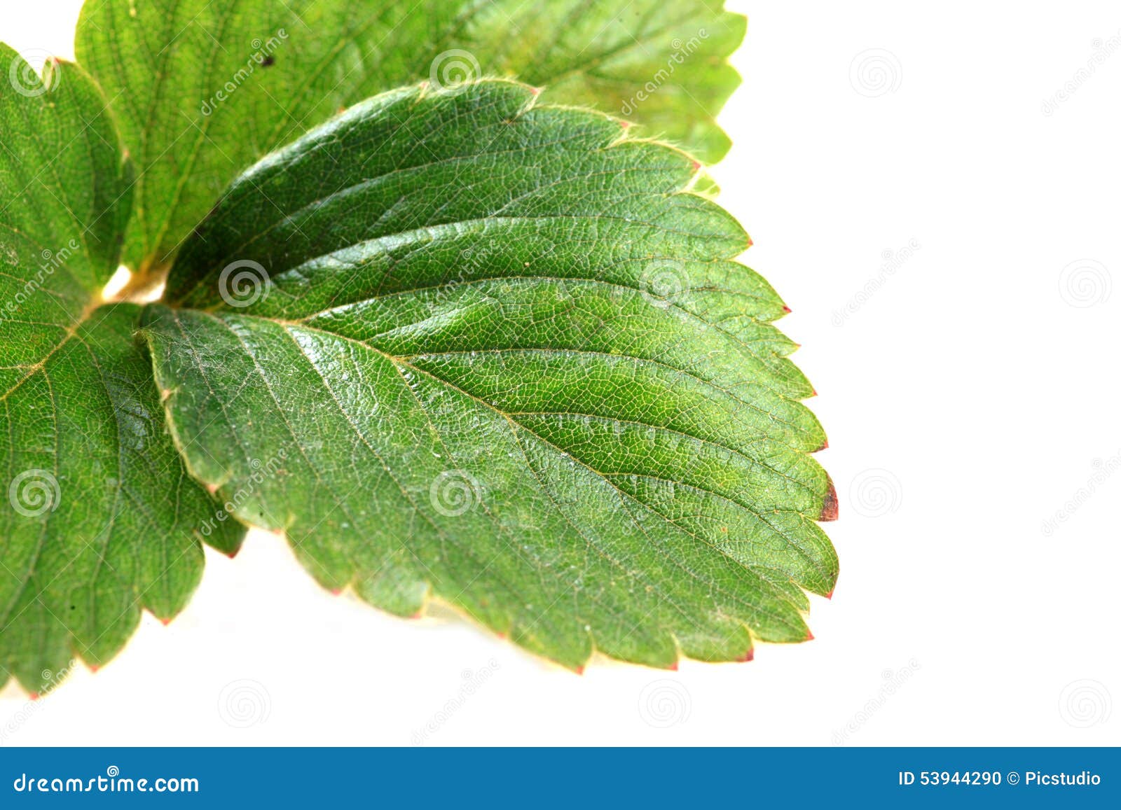 Hojas de la fresa foto de archivo. Imagen de hoja, planta - 53944290