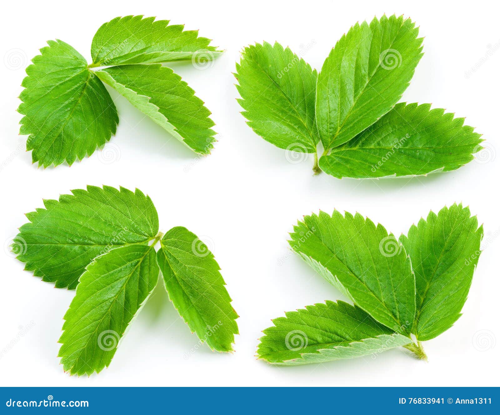 Hojas De La Fresa Aisladas En Blanco Imagen de archivo - Imagen de hoja ...