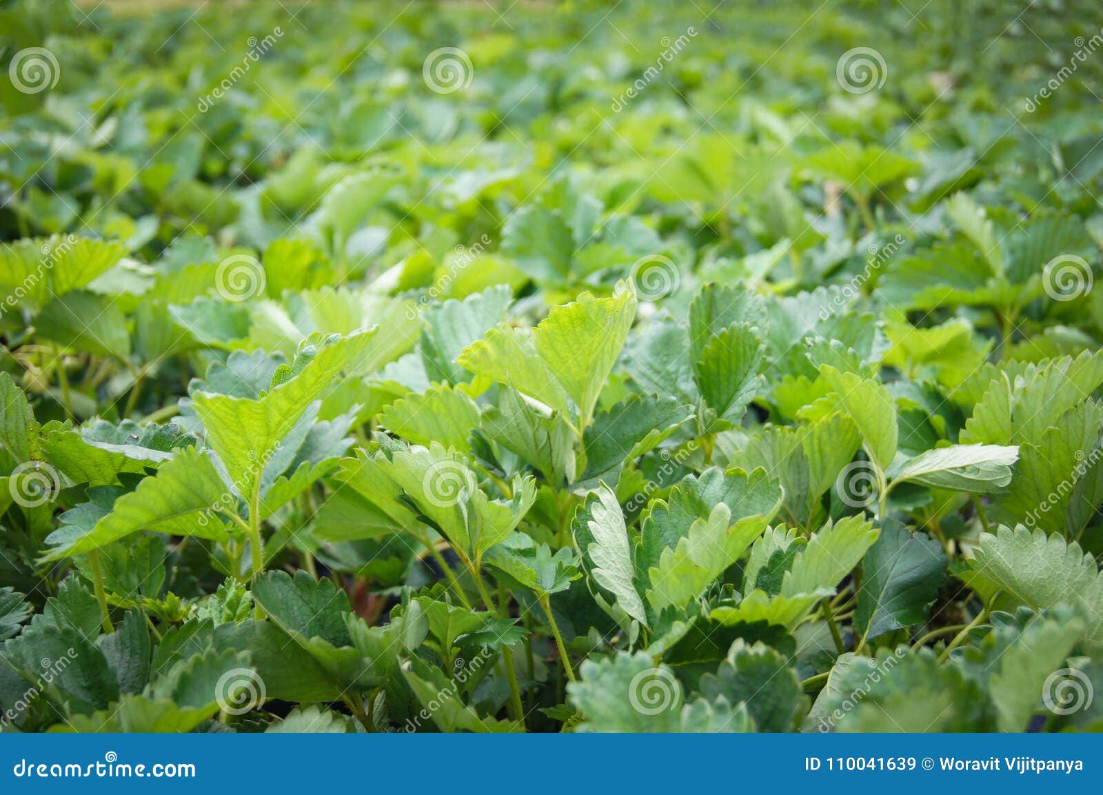 Hojas De La Fresa De La Planta De Fresa Imagen de archivo - Imagen de ...