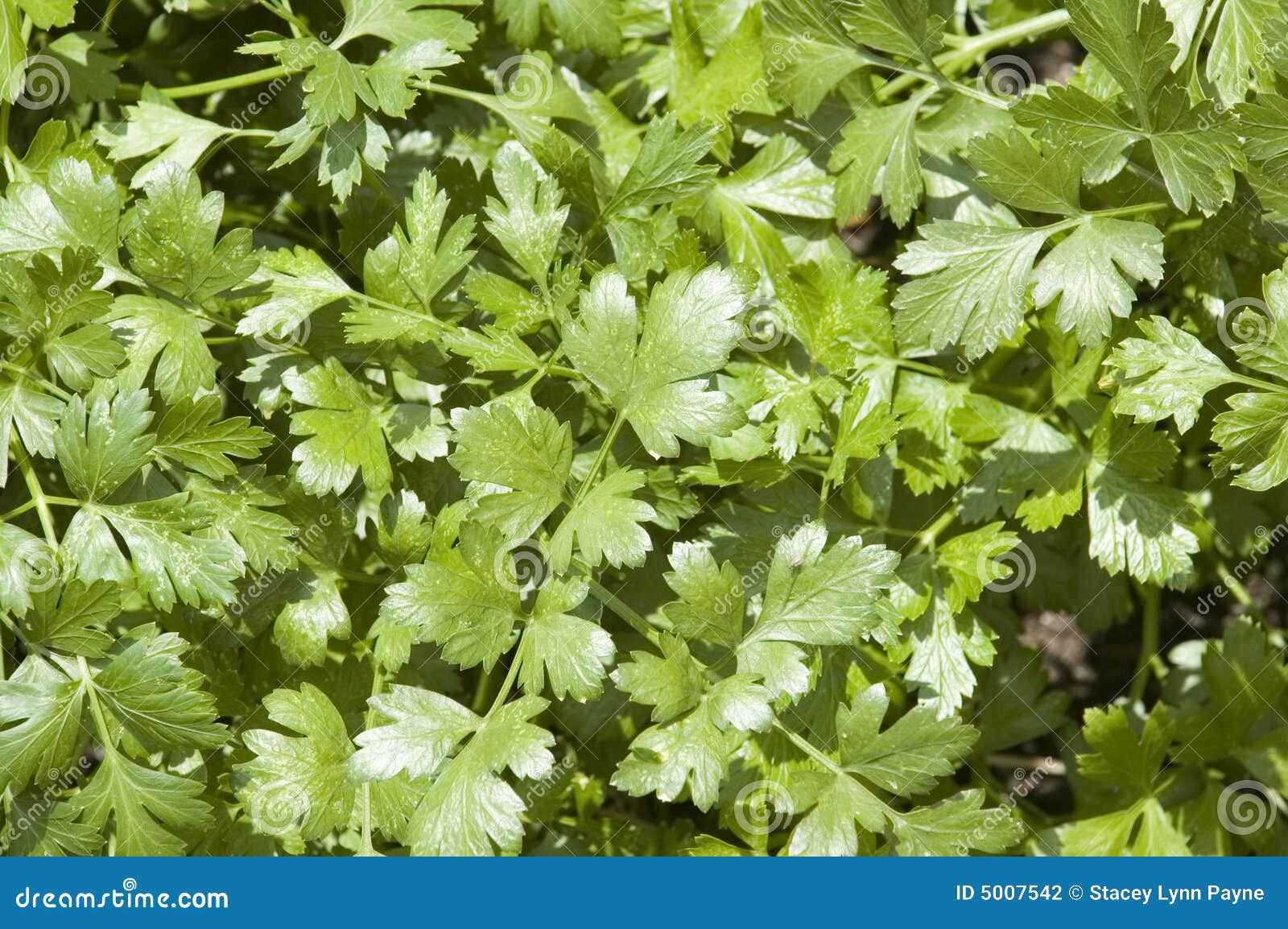 Hojas De La Hierba Del Cilantro Foto de archivo - Imagen de hojas ...