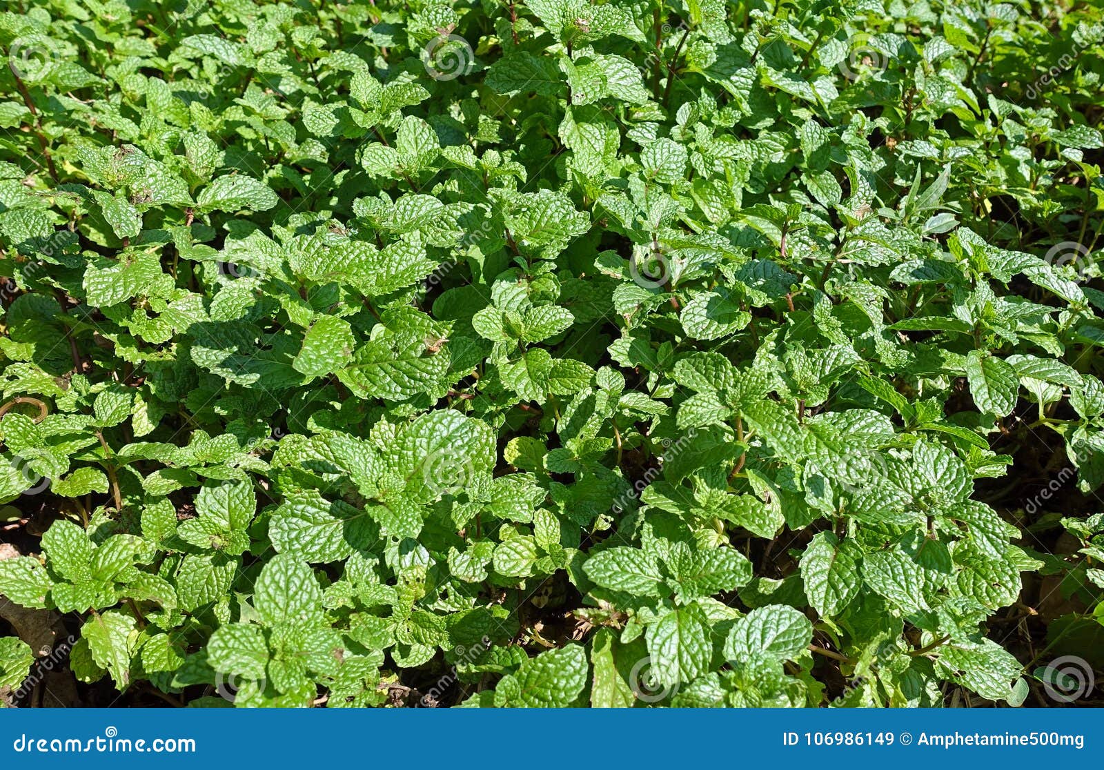 Hojas de la hierbabuena imagen de archivo. Imagen de verde - 106986149