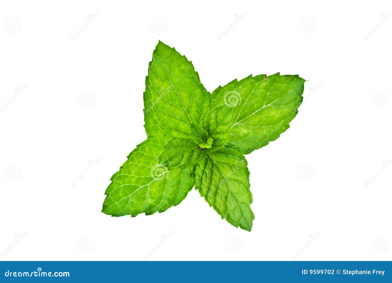 Hojas de la hierbabuena foto de archivo. Imagen de travieso - 9599702