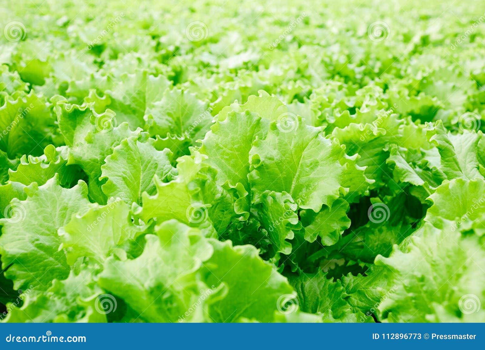 Hojas de la lechuga imagen de archivo. Imagen de clase - 112896773