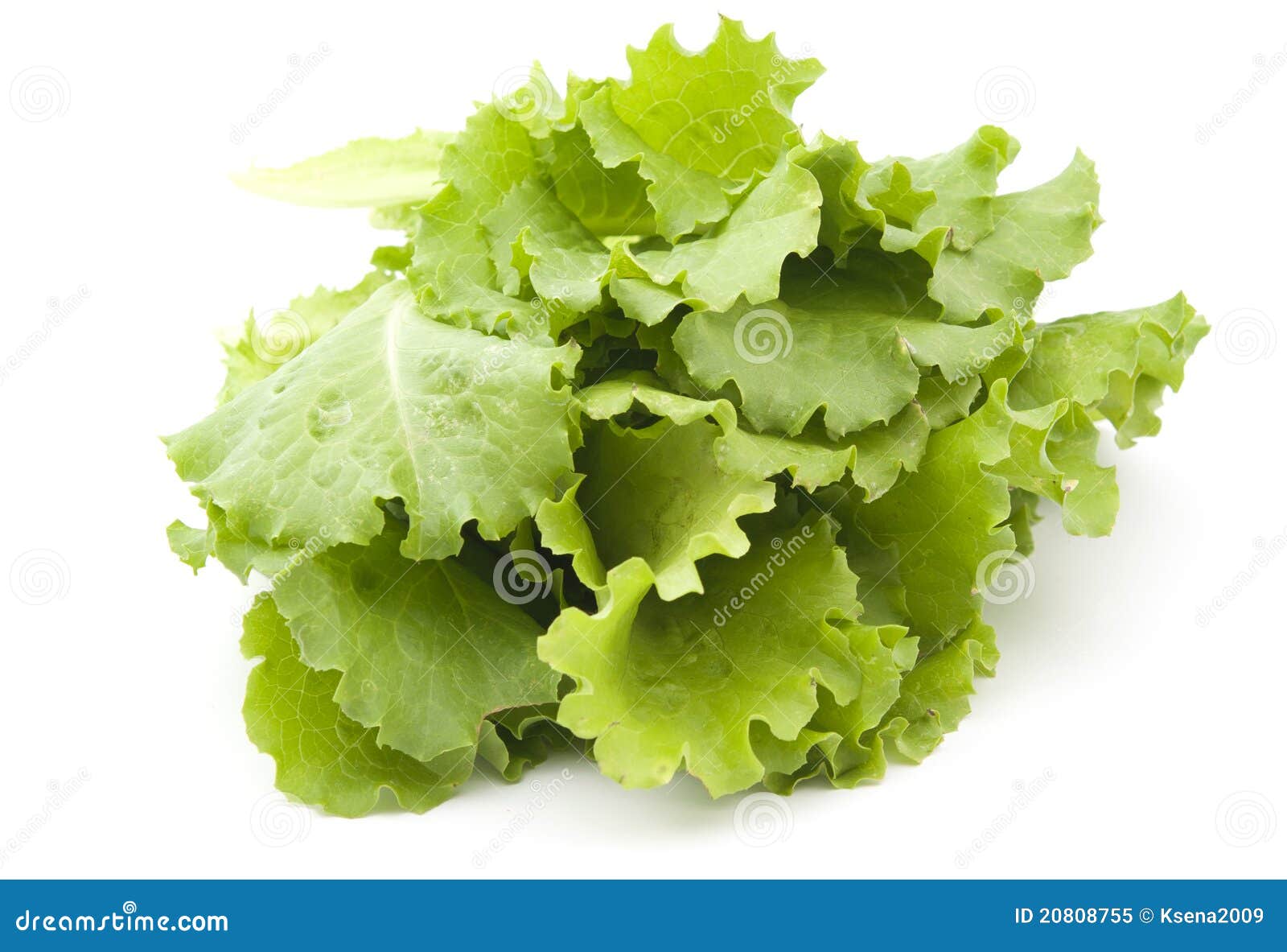 Hojas de la lechuga imagen de archivo. Imagen de fibra - 20808755