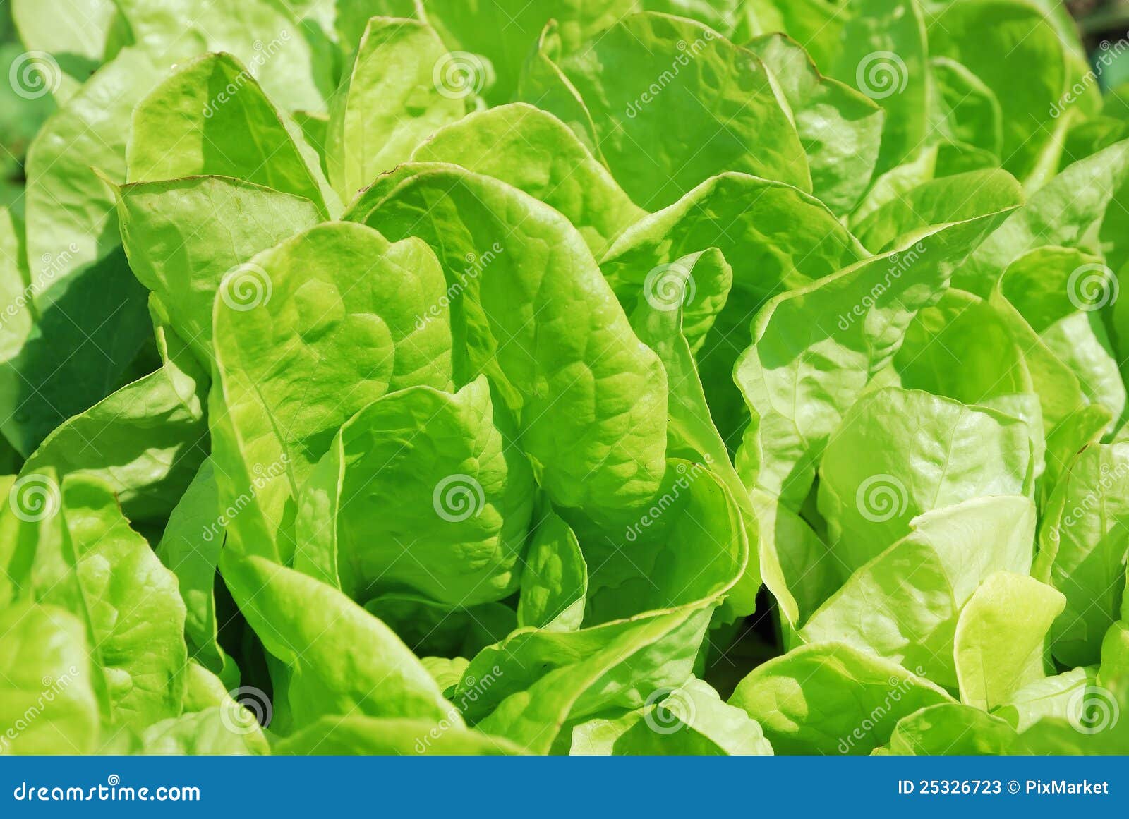 Hojas de la lechuga imagen de archivo. Imagen de alimento - 25326723