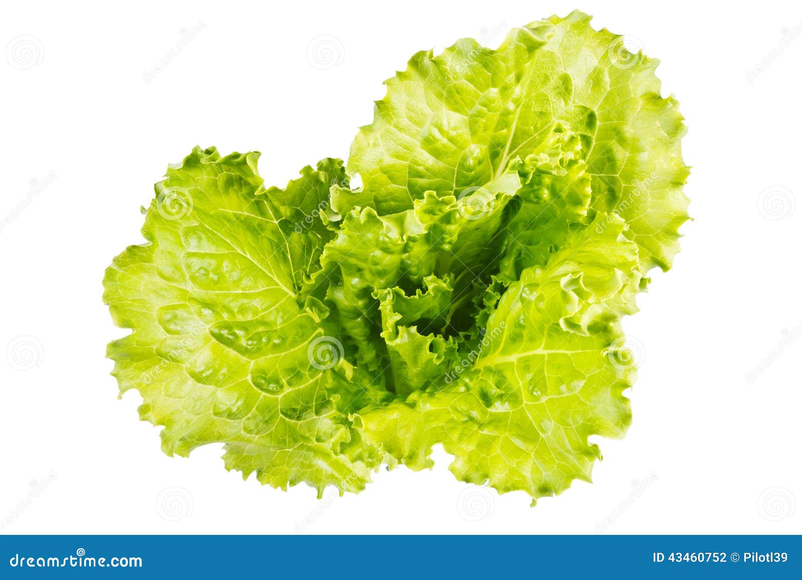 Hojas de la lechuga foto de archivo. Imagen de frescura - 43460752