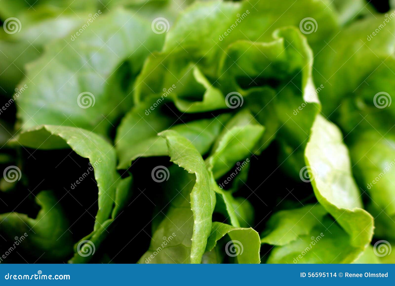 Hojas De La Lechuga De Butterhead Foto de archivo - Imagen de hojas ...