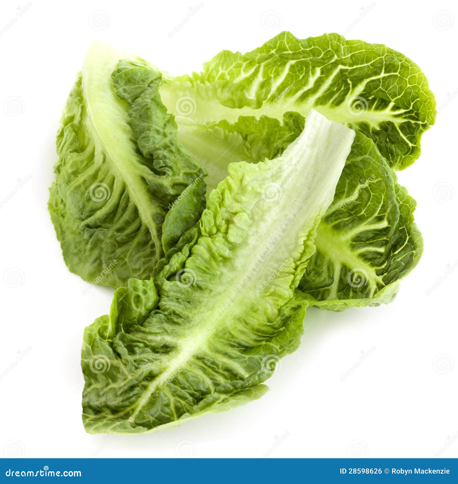 Hojas de la lechuga romana foto de archivo. Imagen de dieta - 28598626