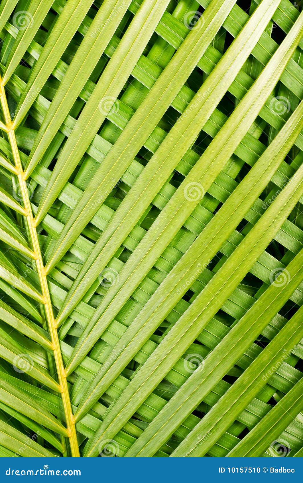 Hojas de la palmera foto de archivo. Imagen de sala, fondo - 10157510