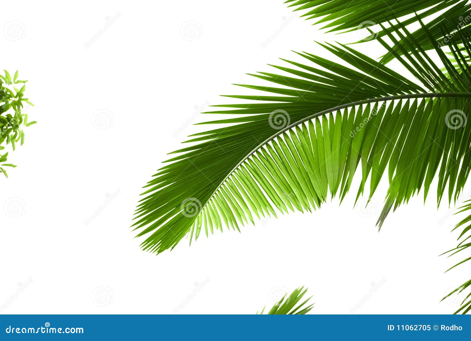 Hojas de la palmera imagen de archivo. Imagen de bosque - 11062705