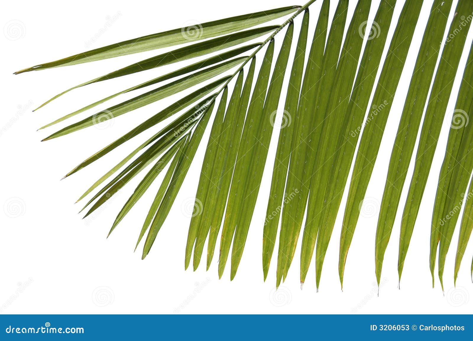 Hojas de la palmera imagen de archivo. Imagen de modelo - 3206053