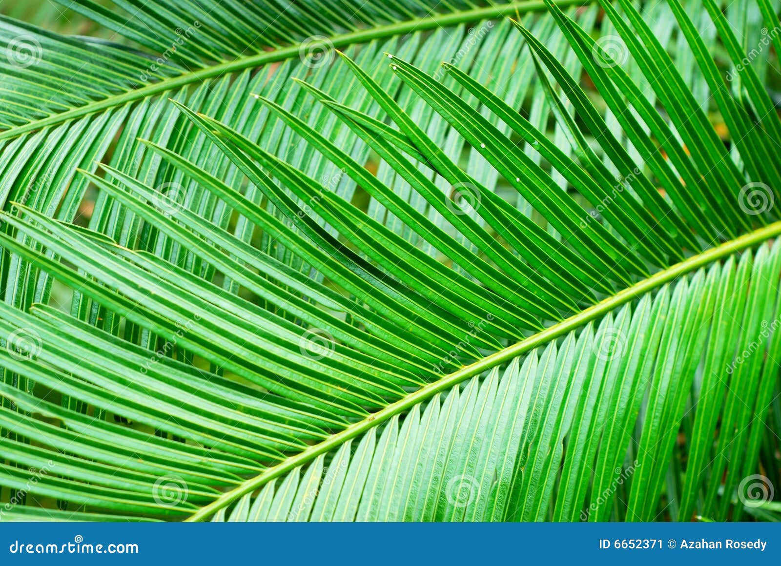 Hojas De La Palmera Imagen de archivo - Imagen: 6652371