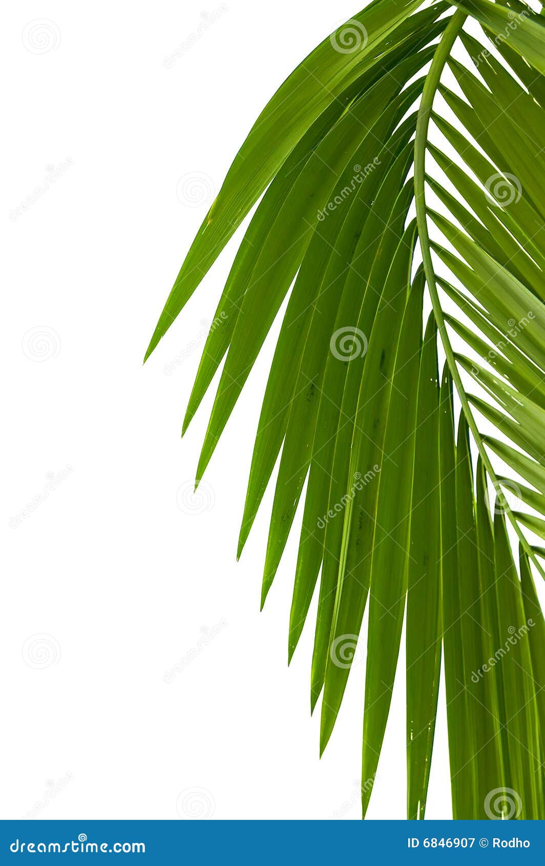 Hojas de la palmera imagen de archivo. Imagen de belleza - 6846907