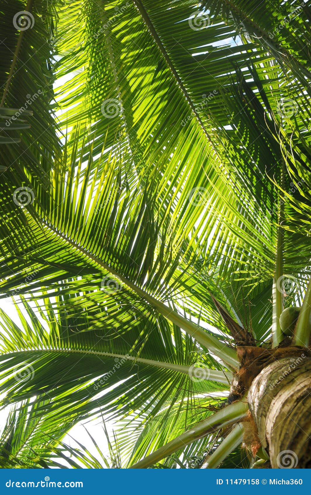 Hojas De La Palmera Con Los Cocos Foto de archivo - Imagen de sunbeam ...
