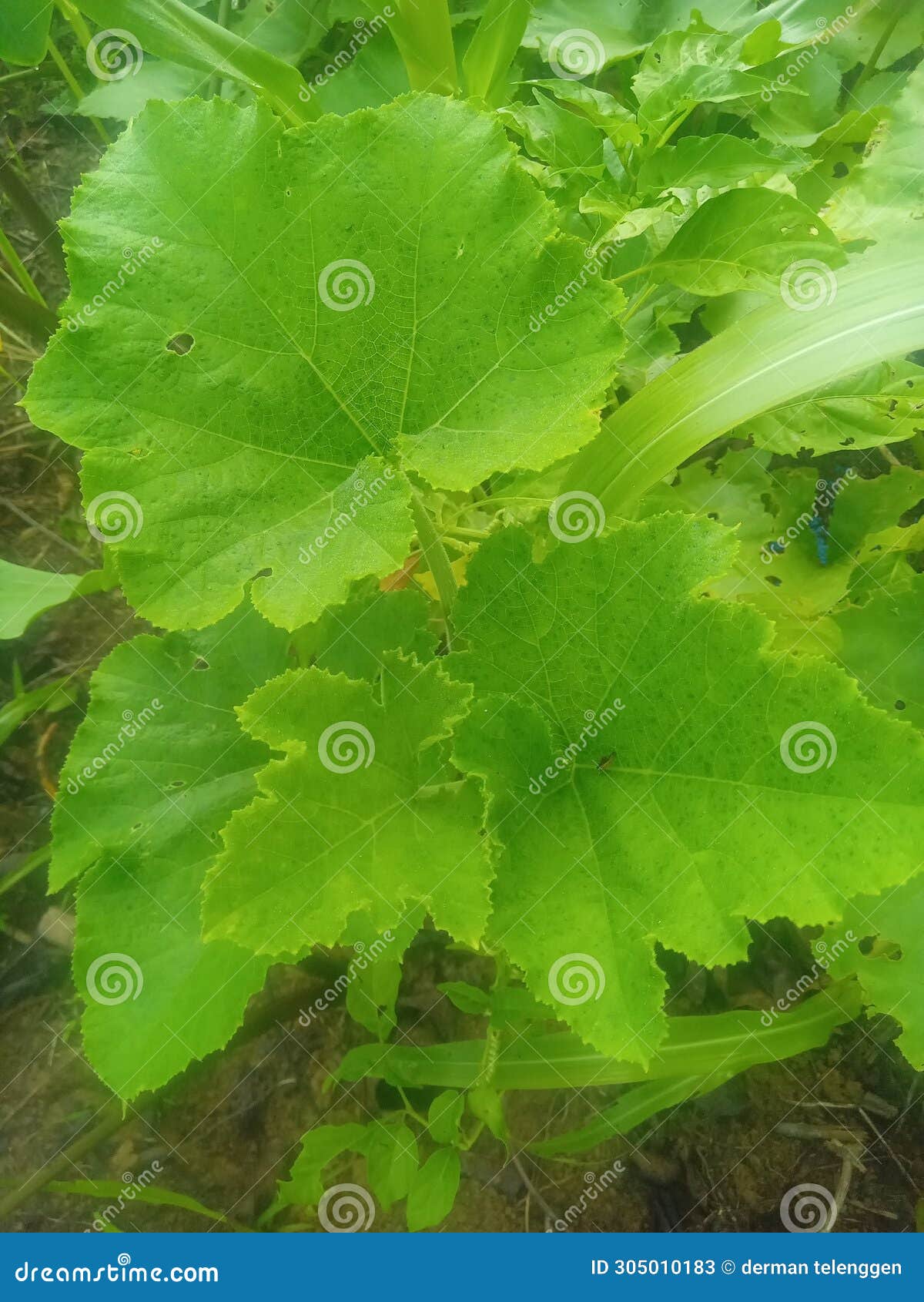 Hojas De La Planta De Chayote Imagen de archivo - Imagen de prospecto ...