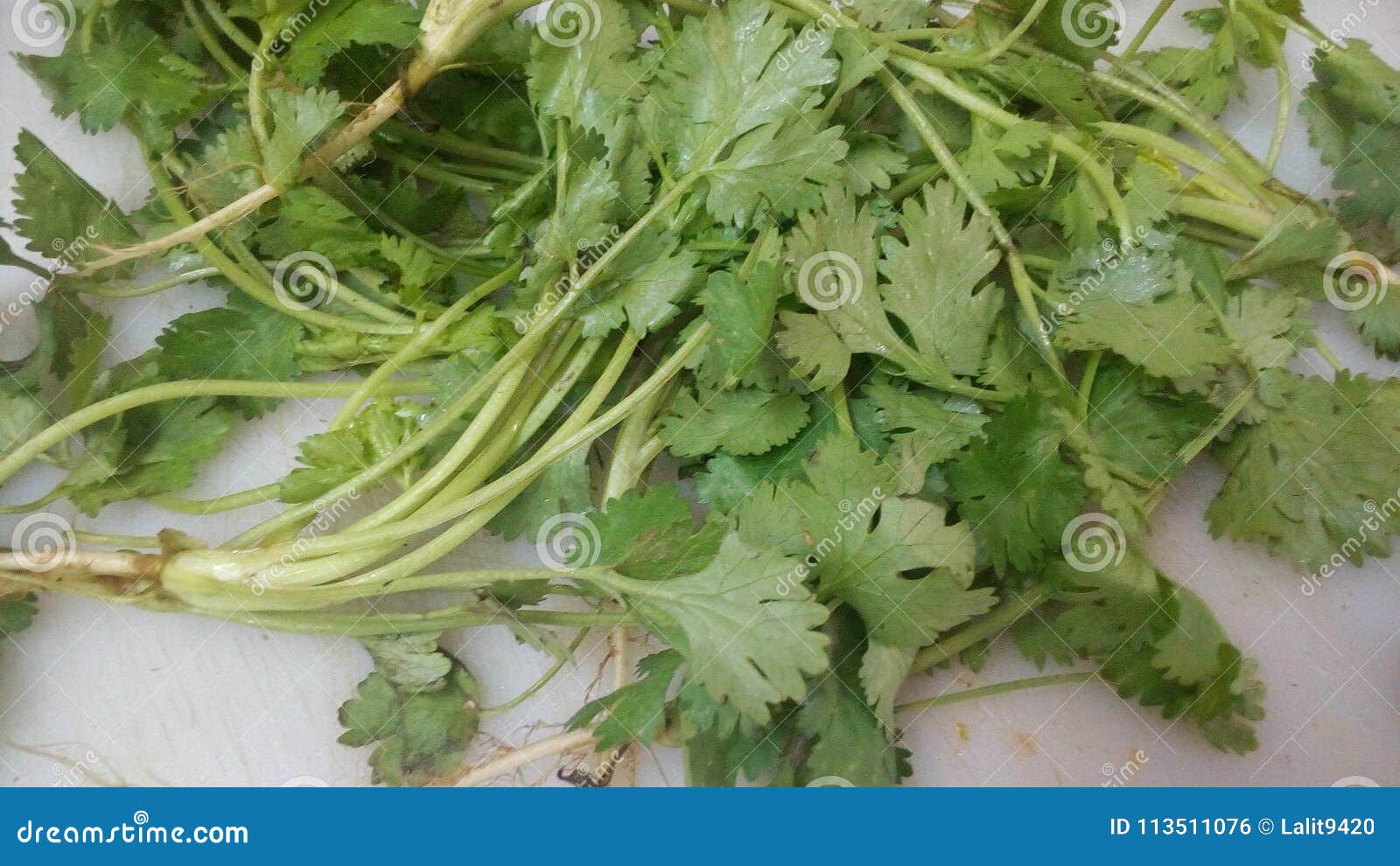Hojas De La Planta De Coriandro Foto de archivo - Imagen de herbario ...