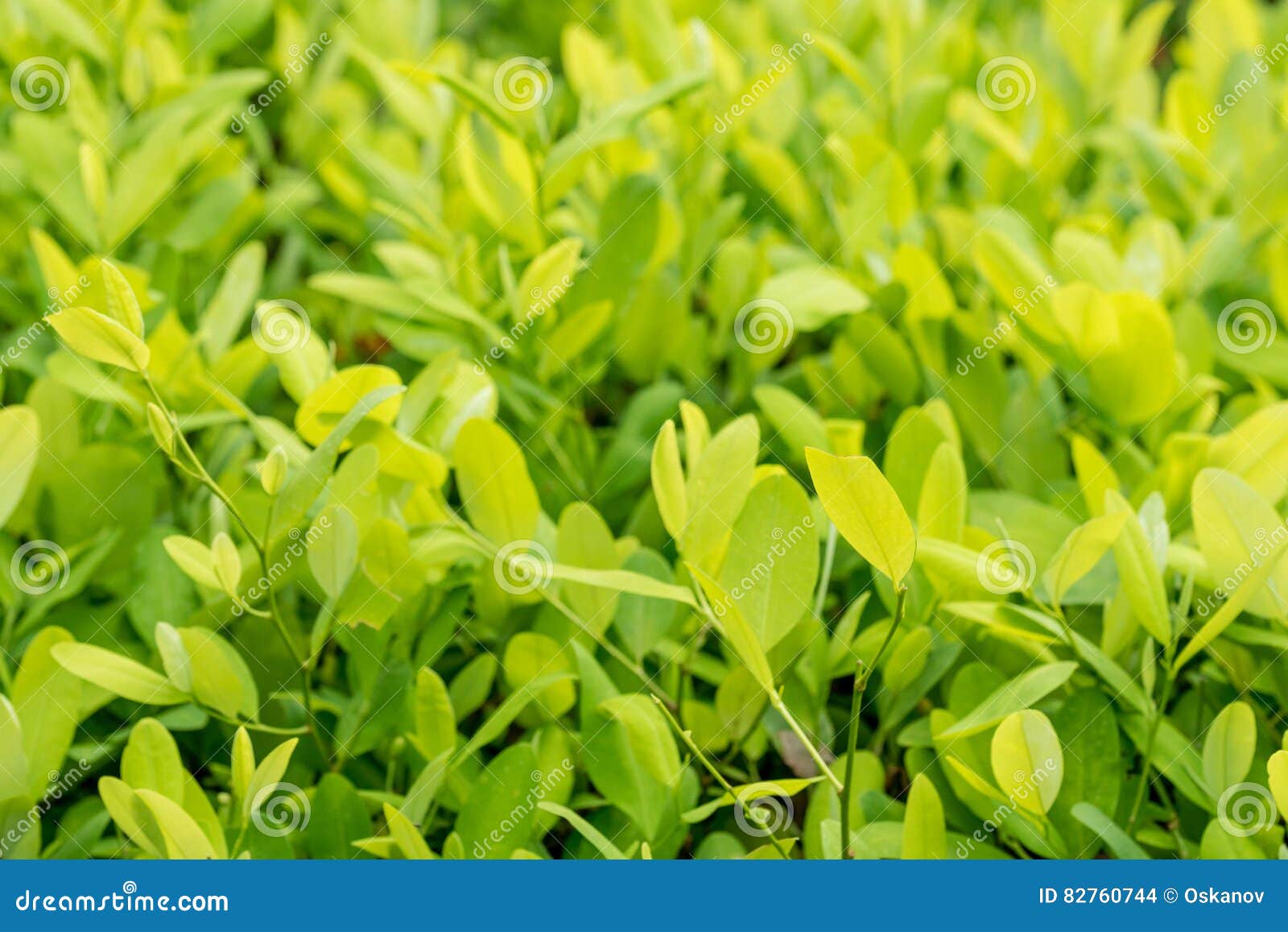 Hojas De La Planta De La Coca Foto de archivo - Imagen de objeto ...