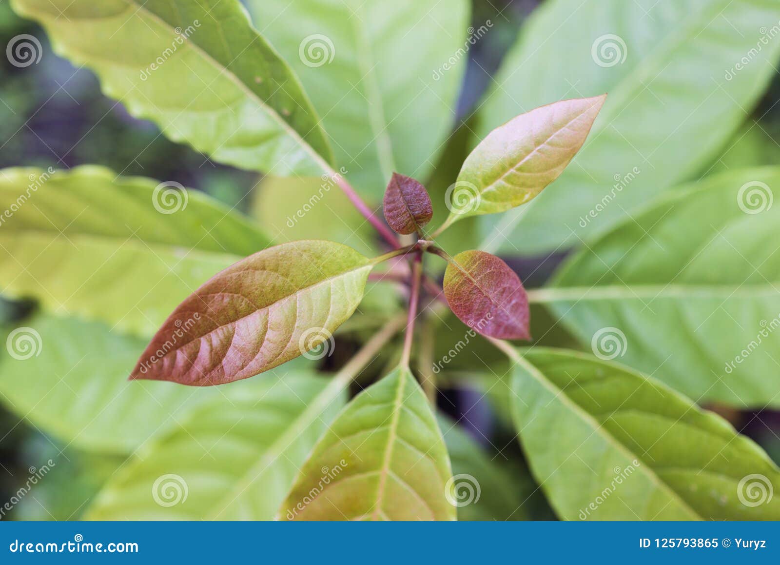 Hojas De La Planta Del Aguacate Imagen de archivo - Imagen de tallo ...