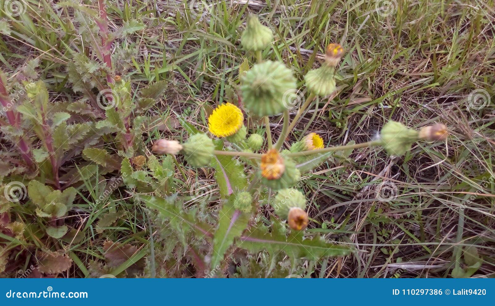 Hojas De La Planta De La Flor Del Asper Del Sonchus Foto de archivo ...