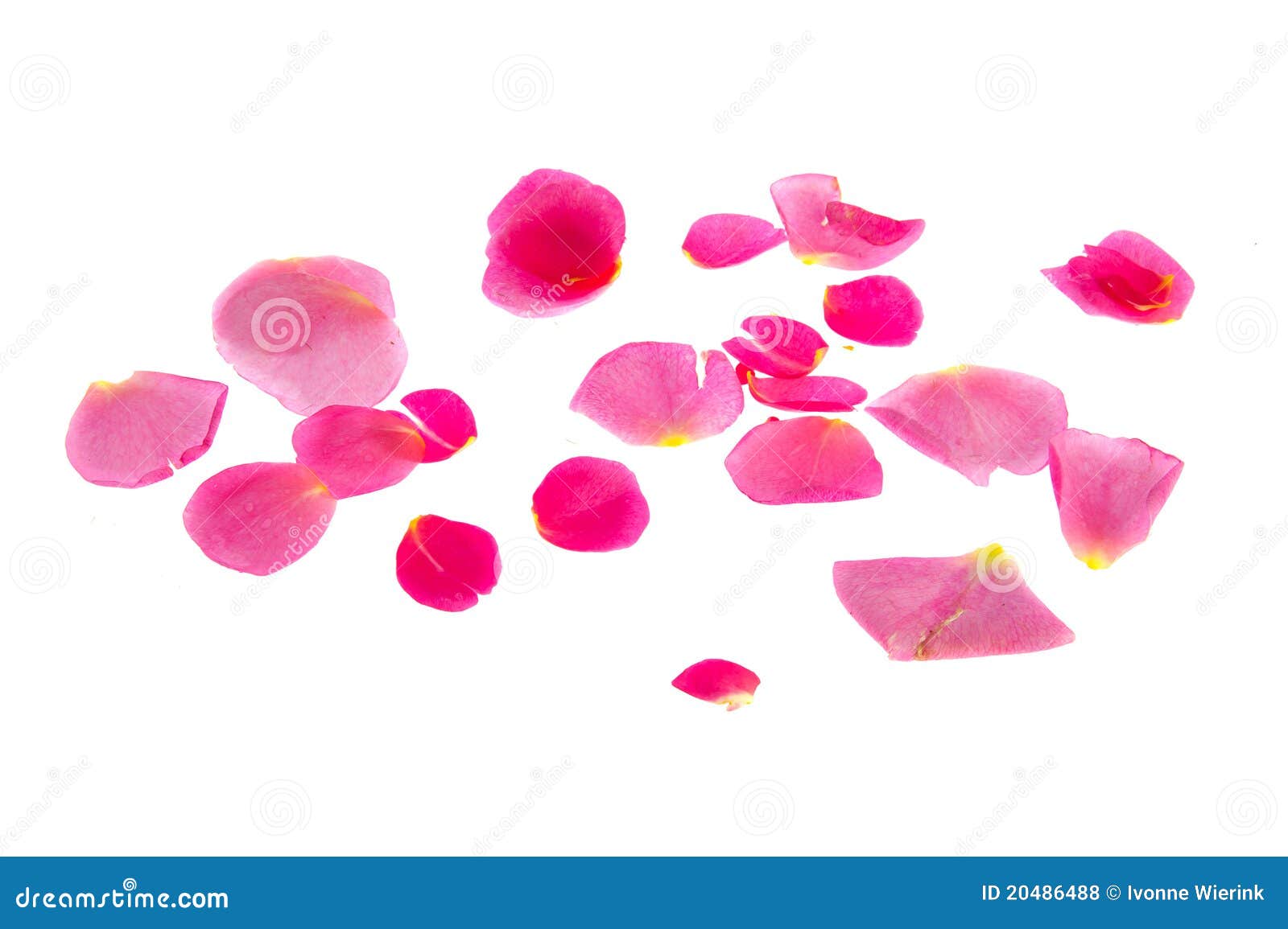 Hojas De La Rosa Del Color De Rosa Foto de archivo - Imagen de piezas ...